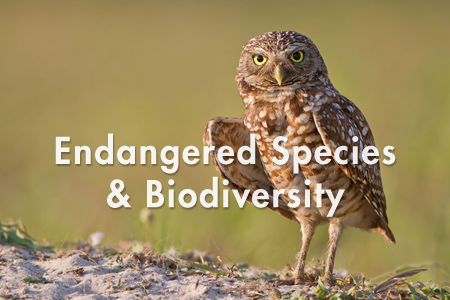 Endangered Species & Biodiversity – Your Connection to Wildlife