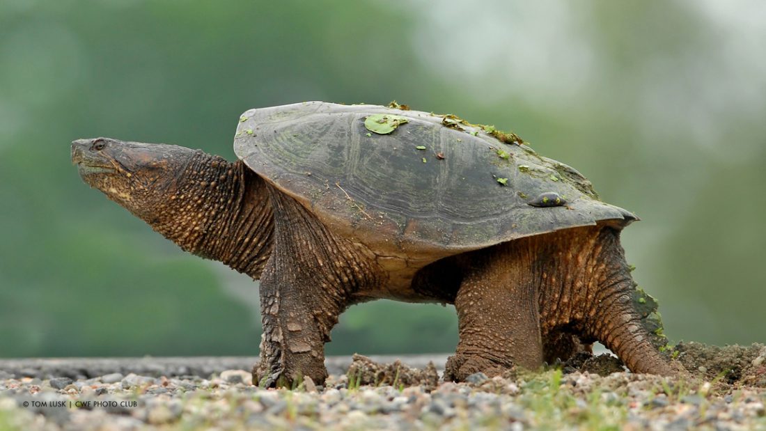 How to (Safely) Move a Turtle across the Road – Your Connection to Wildlife