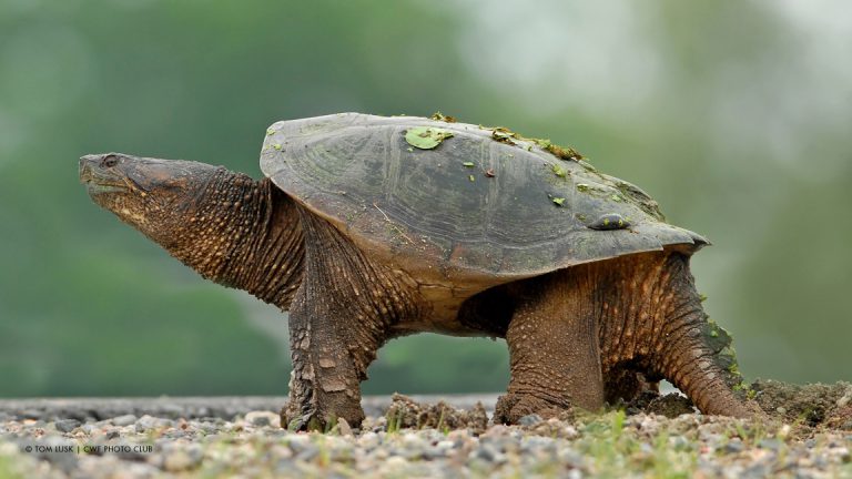 How to (Safely) Move a Turtle across the Road – Your Connection to Wildlife