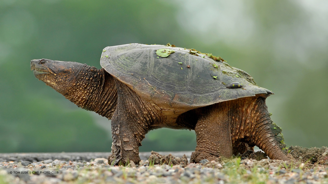 How To Safely Move A Turtle Across The Road Your Connection To Wildlife