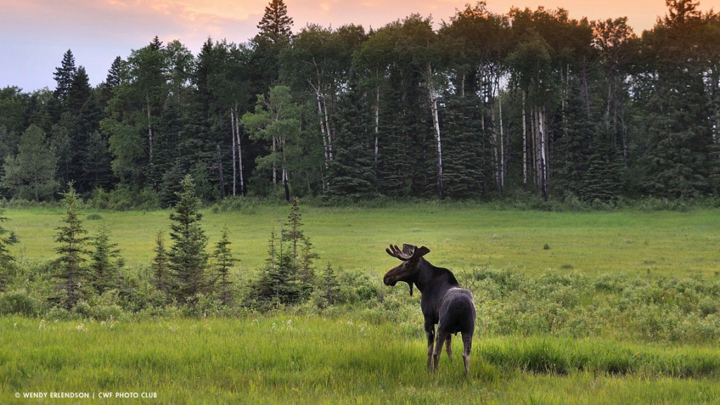 Riding-Mountain-National-Park – Your Connection to Wildlife