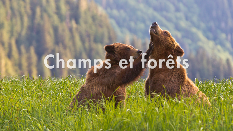 La Fédération canadienne de la faune – Votre lien avec la faune