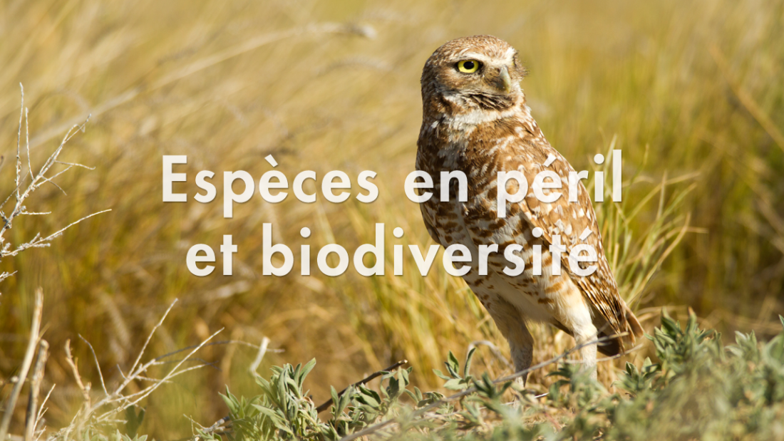 La Fédération canadienne de la faune – Votre lien avec la faune