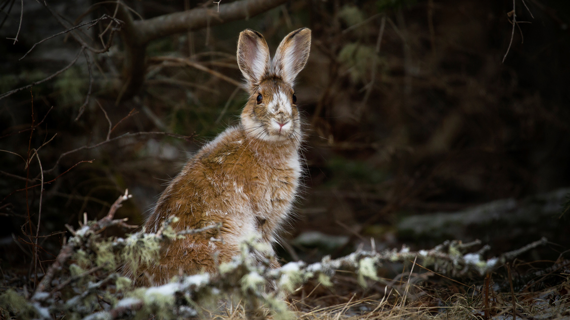 Snowshoe Hare – Your Connection to Wildlife