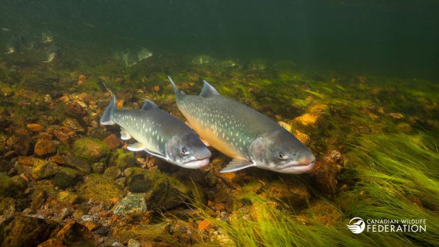 Let’s talk about the future of our fisheries – Your Connection to Wildlife