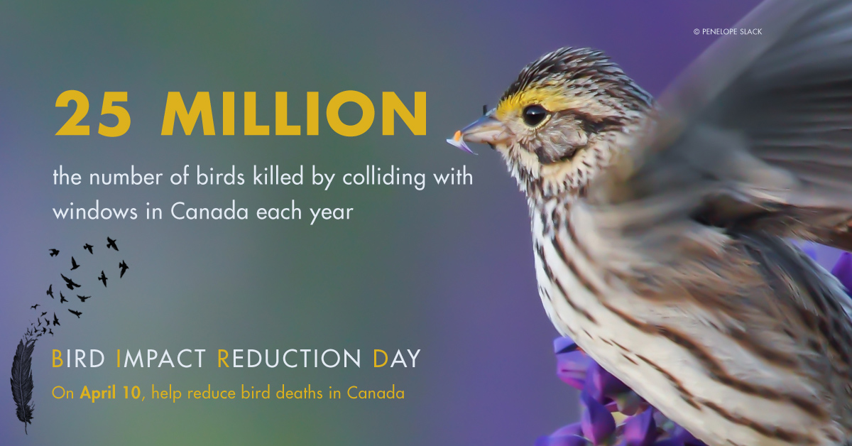 Help Save Birds with this One Simple Action – Your Connection to Wildlife