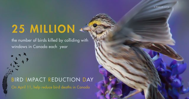 Bird Impact Reduction Day – Your Connection to Wildlife