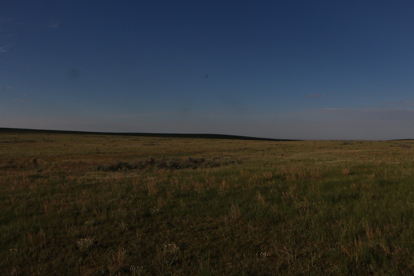What is a prairie? – Your Connection to Wildlife