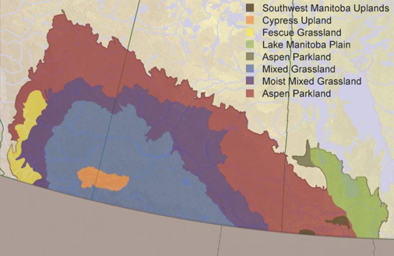 What is a prairie? – Your Connection to Wildlife