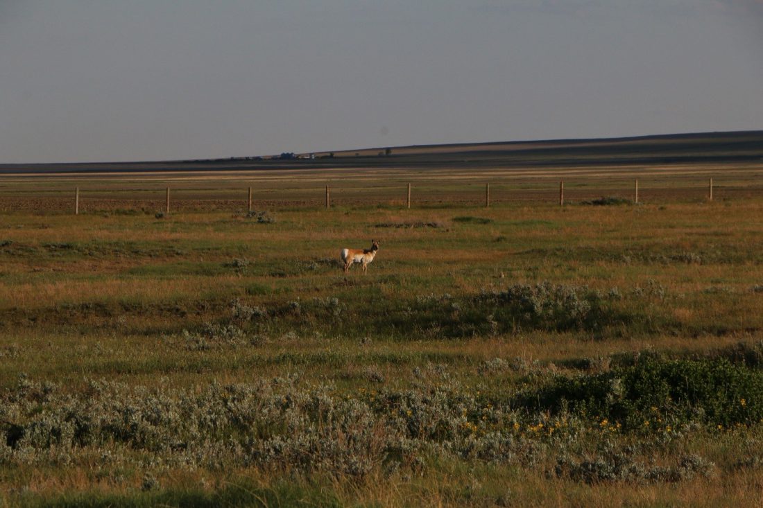 What is a prairie? – Your Connection to Wildlife