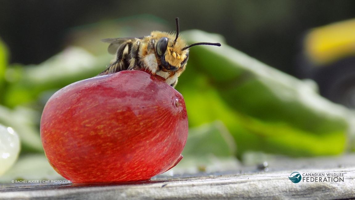 A hungry bee – Your Connection to Wildlife