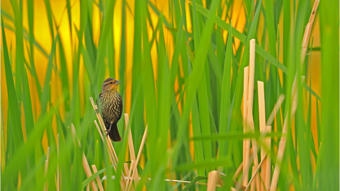 Grassland Birds – Your Connection to Wildlife