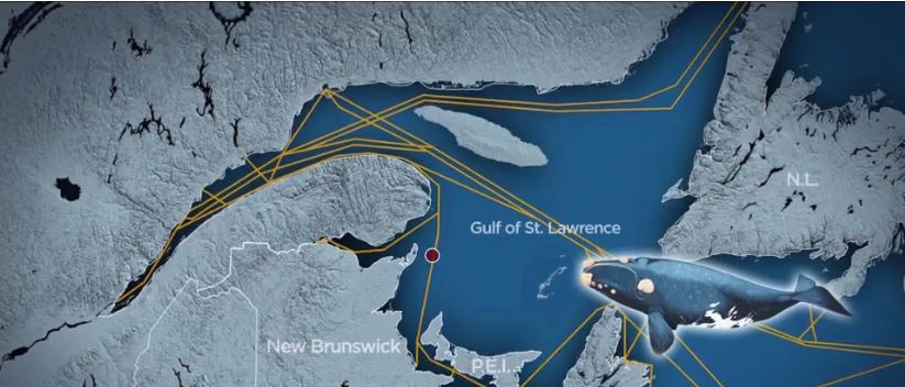 Right Whale Habitat – Gulf of St. Lawrence – Your Connection to Wildlife