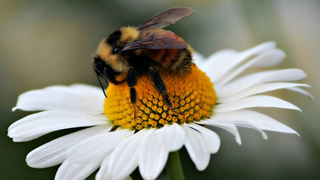 Saskatchewan Bees – Your Connection to Wildlife
