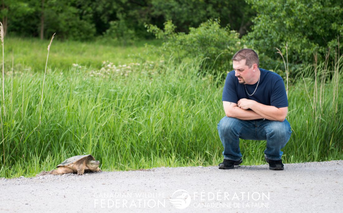 How to (Safely) Move a Turtle across the Road – Your Connection to Wildlife