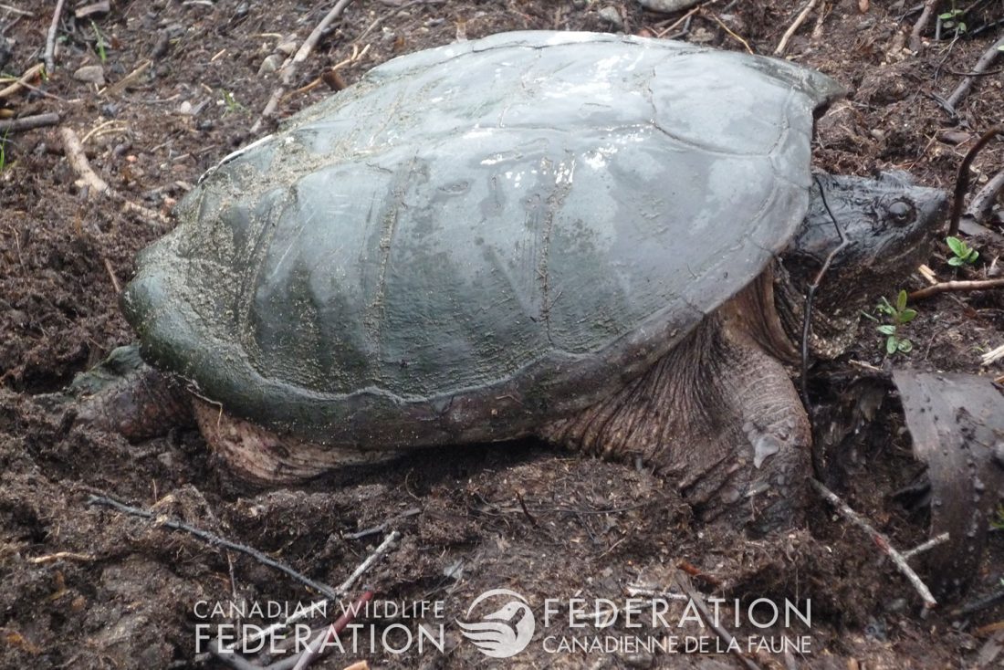 nesting-snapping-turtle-hannah-mccurdy-adams – Your Connection to Wildlife