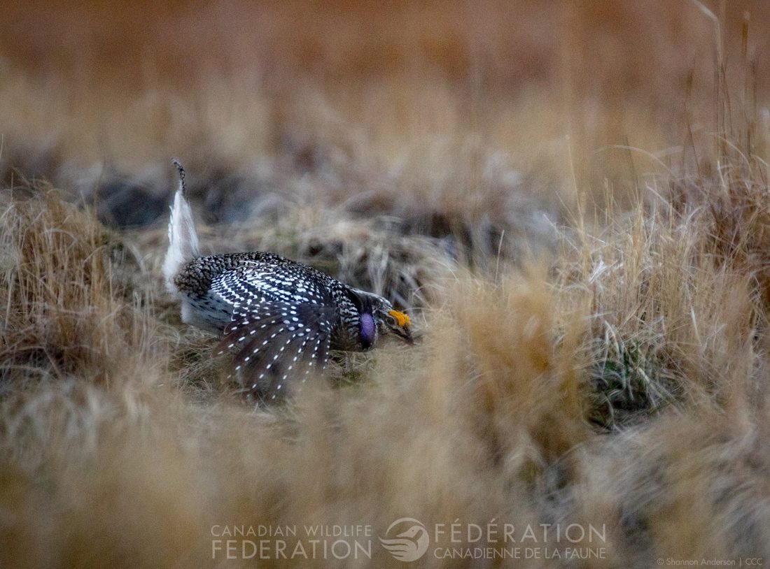 The Lekking Grounds – Your Connection to Wildlife