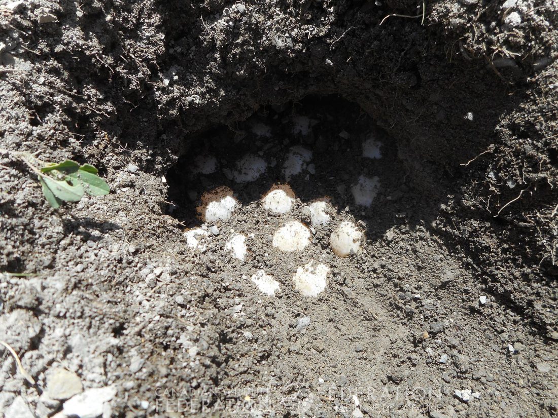 Uncovering-Snapping-Turtle-Nest – Your Connection to Wildlife