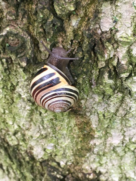 snail – Your Connection to Wildlife