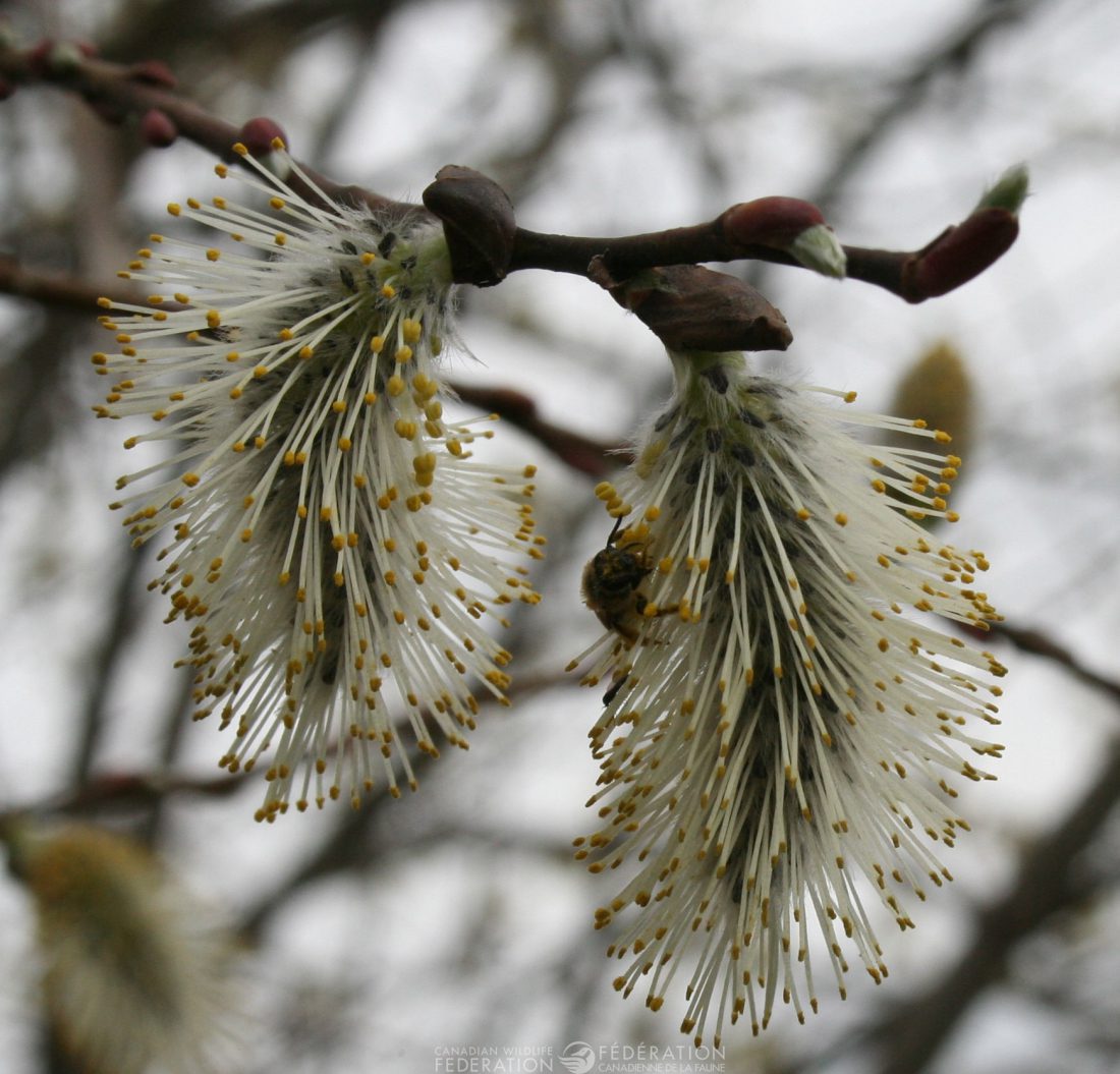 tree-bloom-pollinator – Your Connection to Wildlife