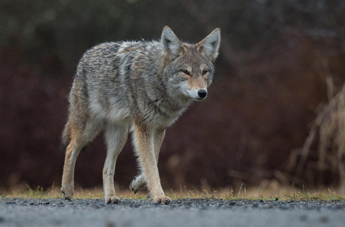 coyote – Your Connection to Wildlife