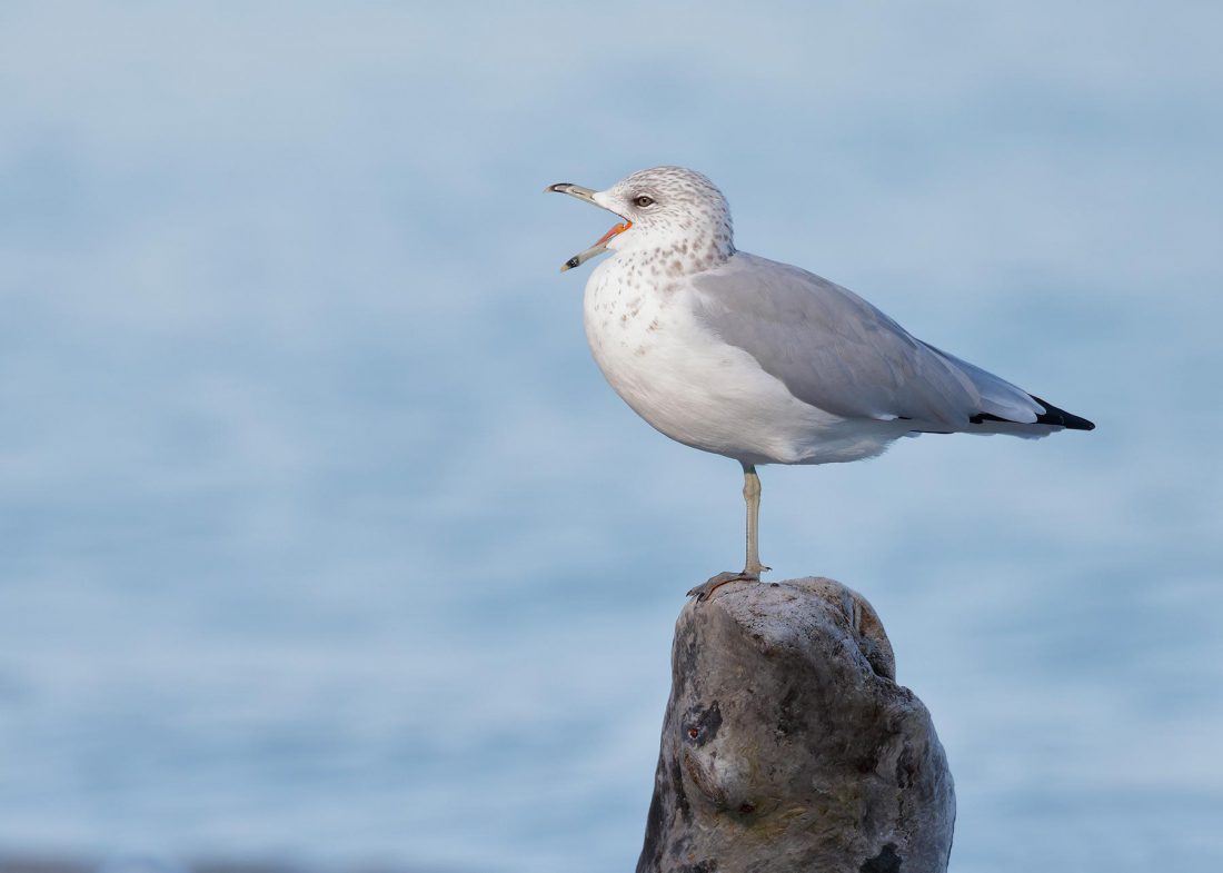 gull-ontario – Your Connection to Wildlife
