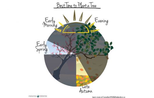 how-to-plant-a-tree-graphic-hor – Your Connection to Wildlife