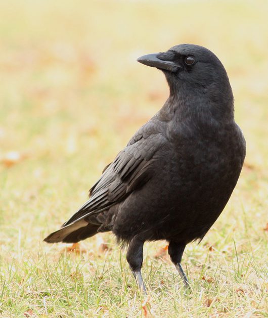 Crow Your Connection To Wildlife
