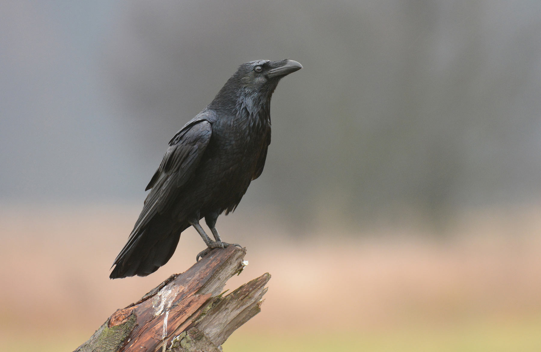 raven – Your Connection to Wildlife