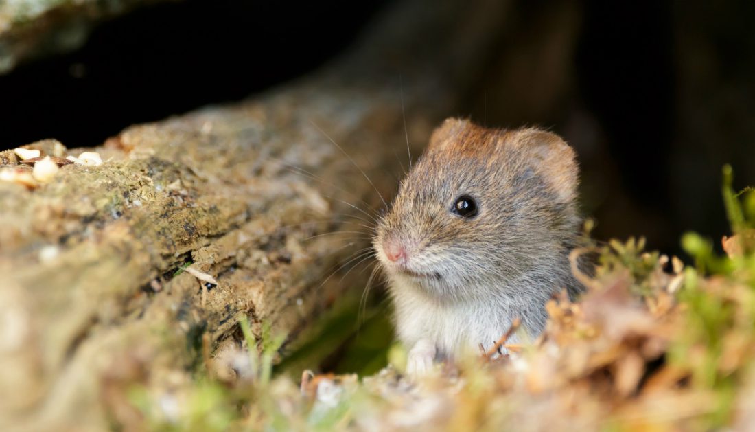 vole_1170 – Your Connection to Wildlife