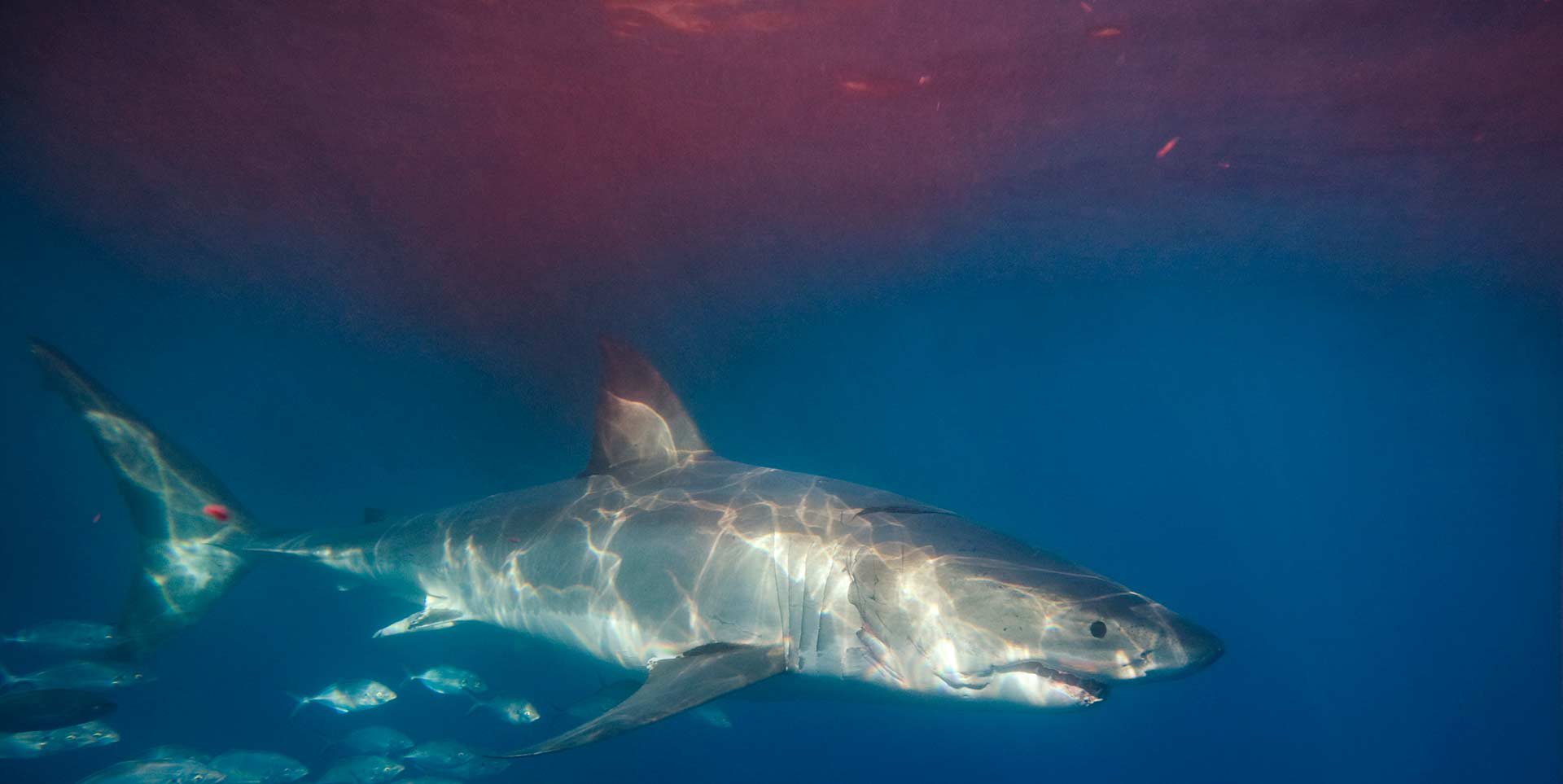 Ocean Wallpaper Sharks Blood Blood In The Water Shark Hi Res Stock