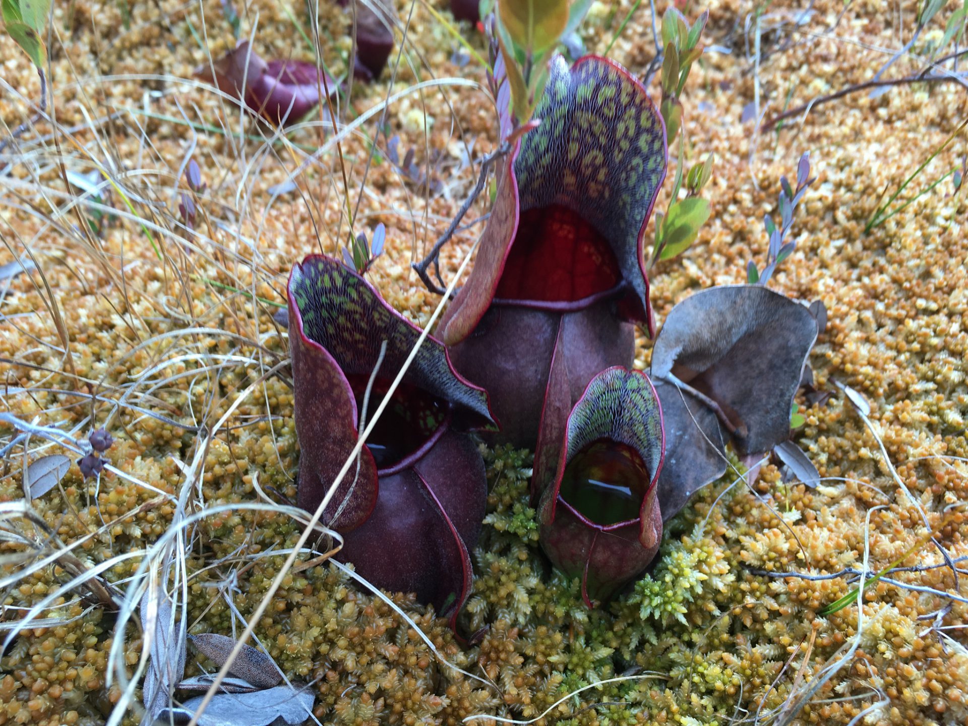 Purple Pitcher Plant | Photo bigmdc – Your Connection to Wildlife