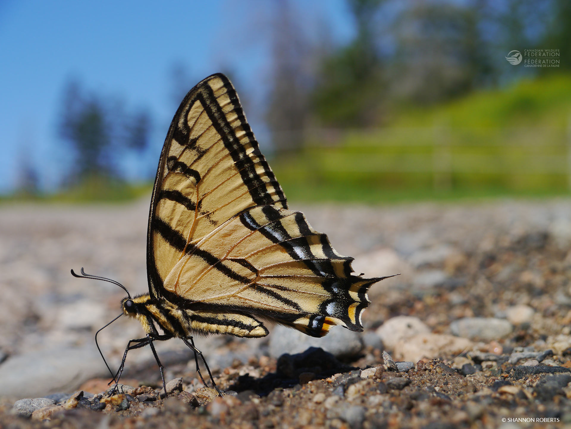 Give Butterflies a Place to Drink – Your Connection to Wildlife