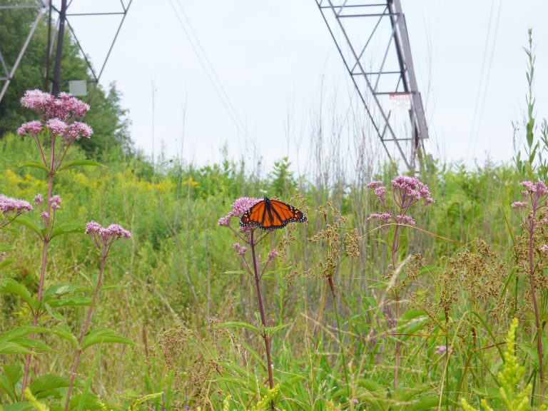 Paving New Pathways for Canada’s Pollinators – Your Connection to Wildlife