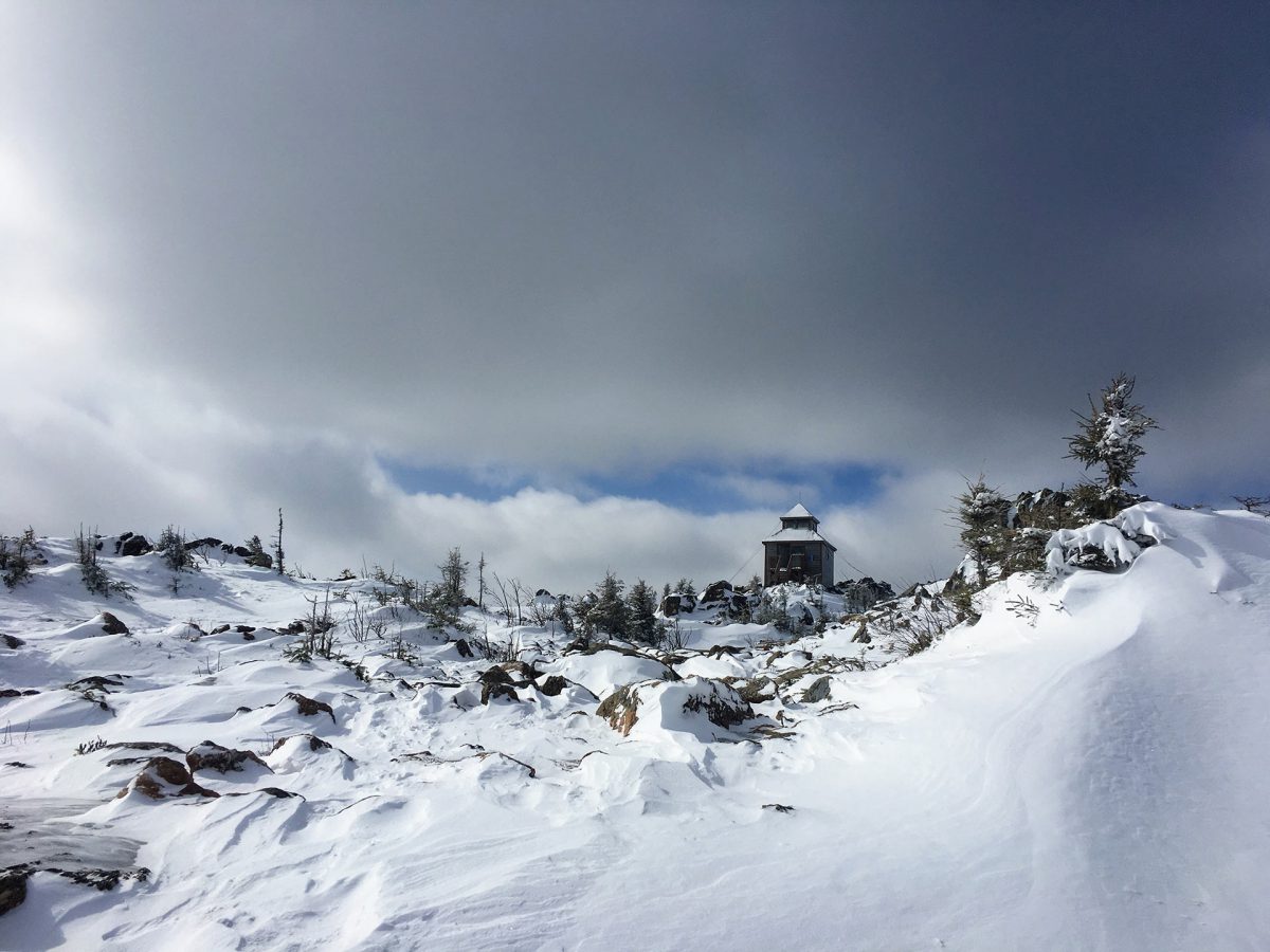 Winter Bird Counts – Your Connection to Wildlife