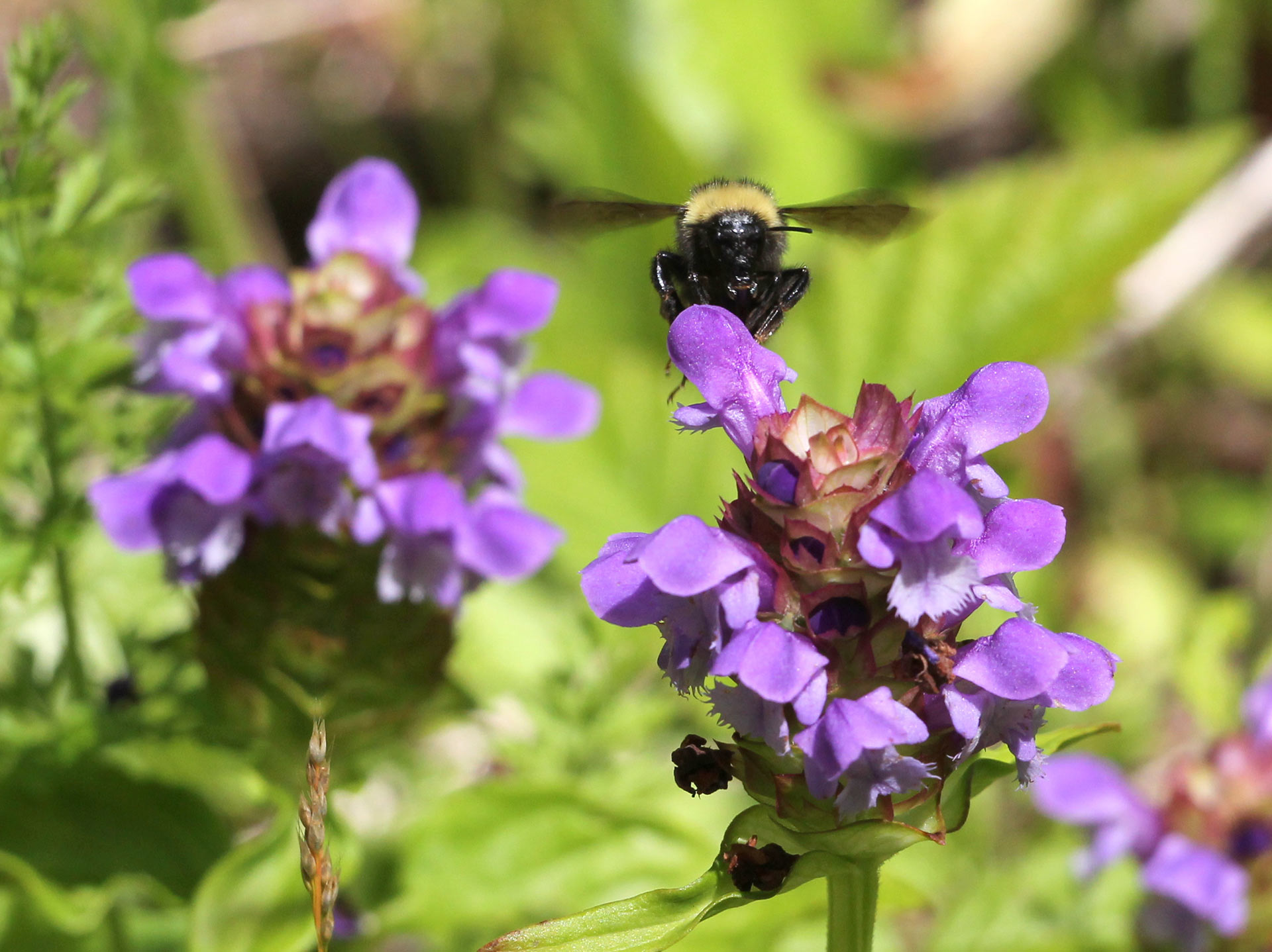 How to Create a Pollinator-friendly Lawn – Your Connection to Wildlife