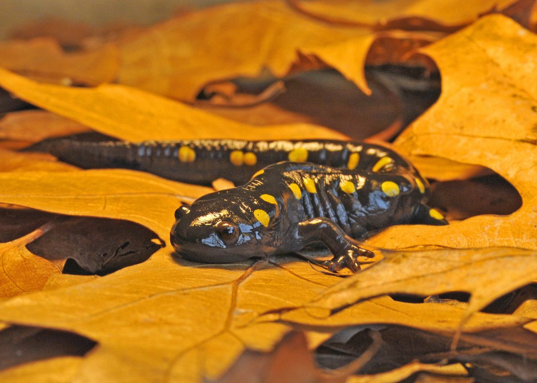 YELLOW-SPOTTED-SALAMANDER-CWF – Your Connection to Wildlife