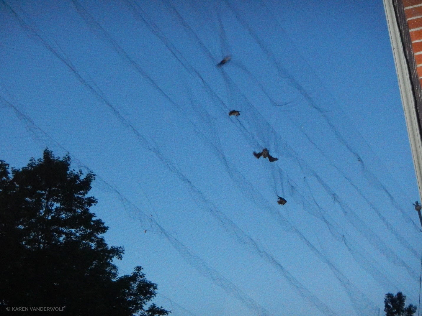 karen-vanderwolf-bat-net – Your Connection to Wildlife