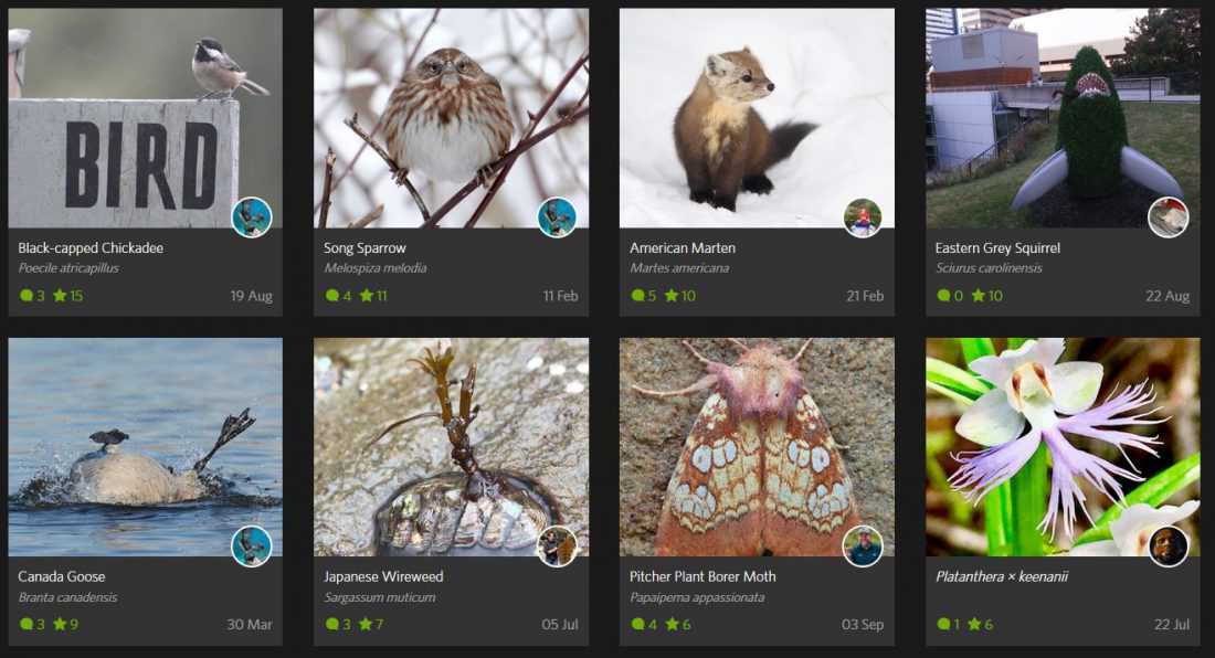 iNaturalist Canada: A Year in Review – Your Connection to Wildlife