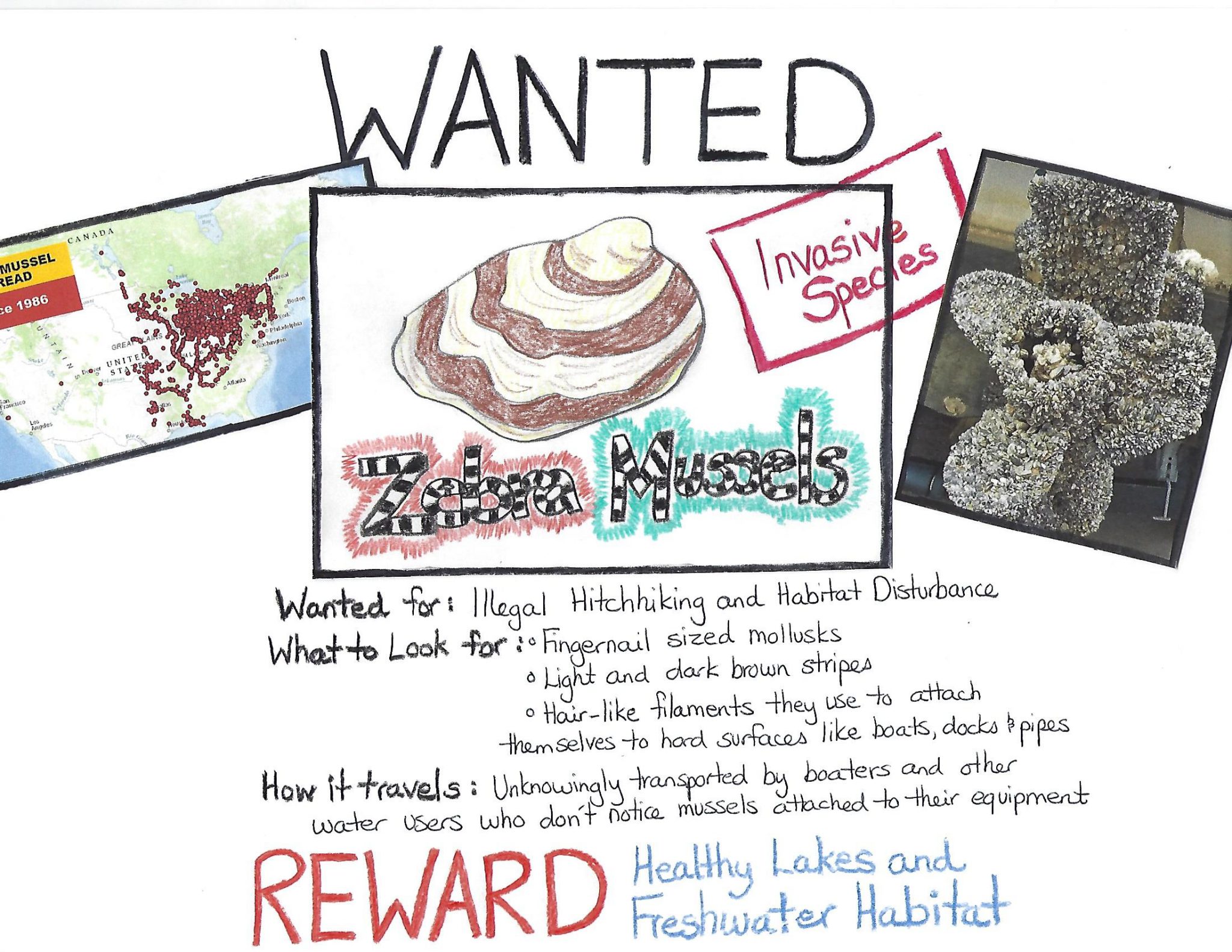 Invasive Species: An At-Home Alien Exploration – Your Connection to ...