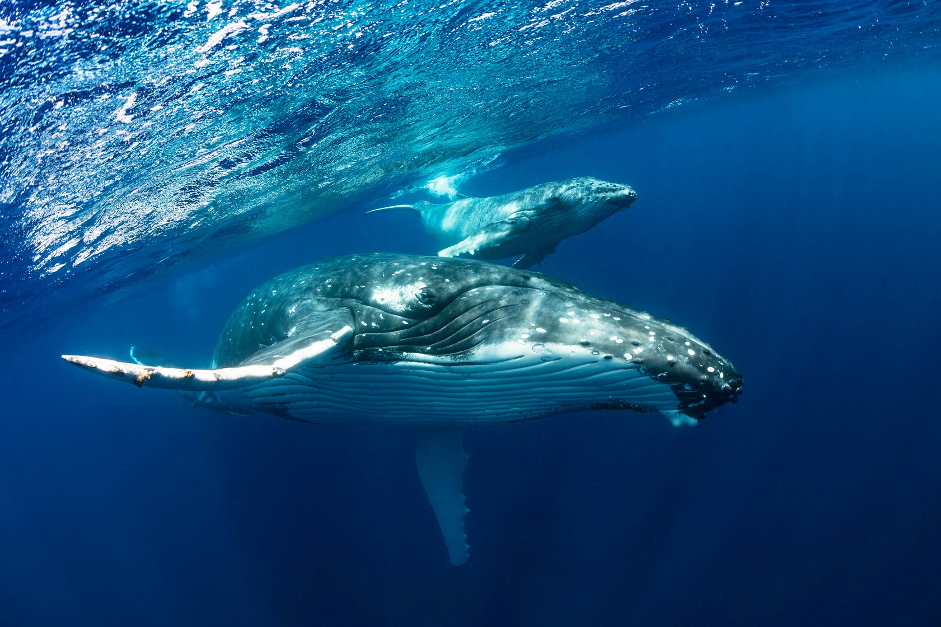 5 Signs That Whales May Be Canada’s Smartest Mammals – Your Connection ...