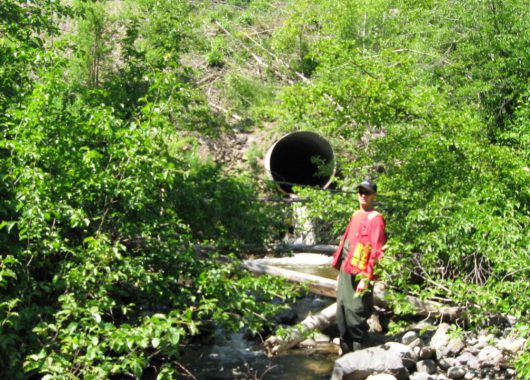 Thankful for Wildlife in 2020 – Your Connection to Wildlife