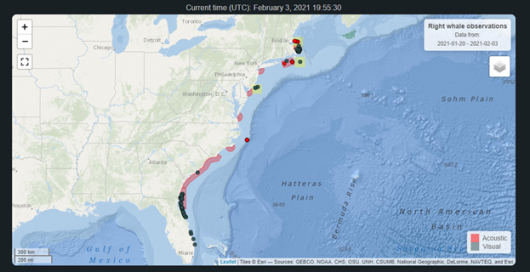 What is the Right Way to Monitor Right Whales? – Your Connection to ...