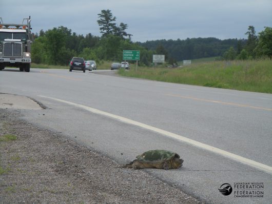 Don’t Let This Be the End of the Road for Turtles – Your Connection to ...