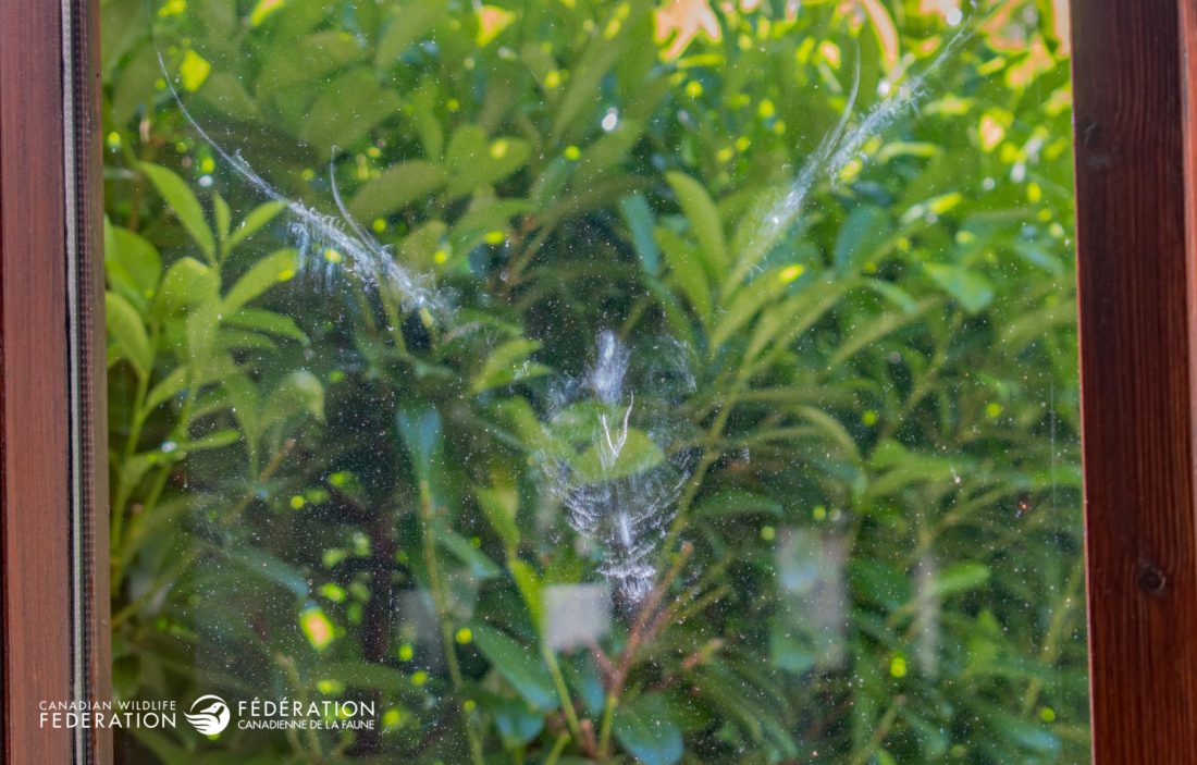 7 Ways to Attract Finches to Your Backyard – Your Connection to Wildlife