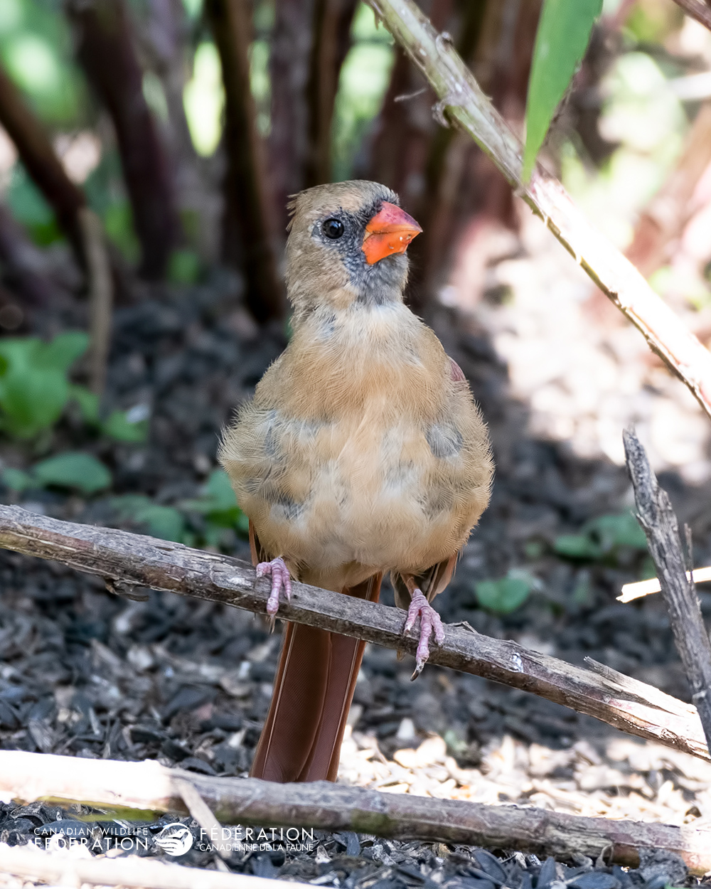 Molting 101 – Your Connection to Wildlife