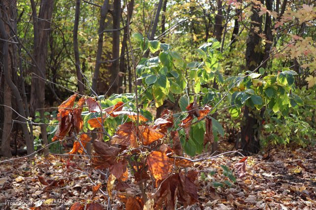 Native Trees and Shrubs with Autumn Colour – Your Connection to Wildlife