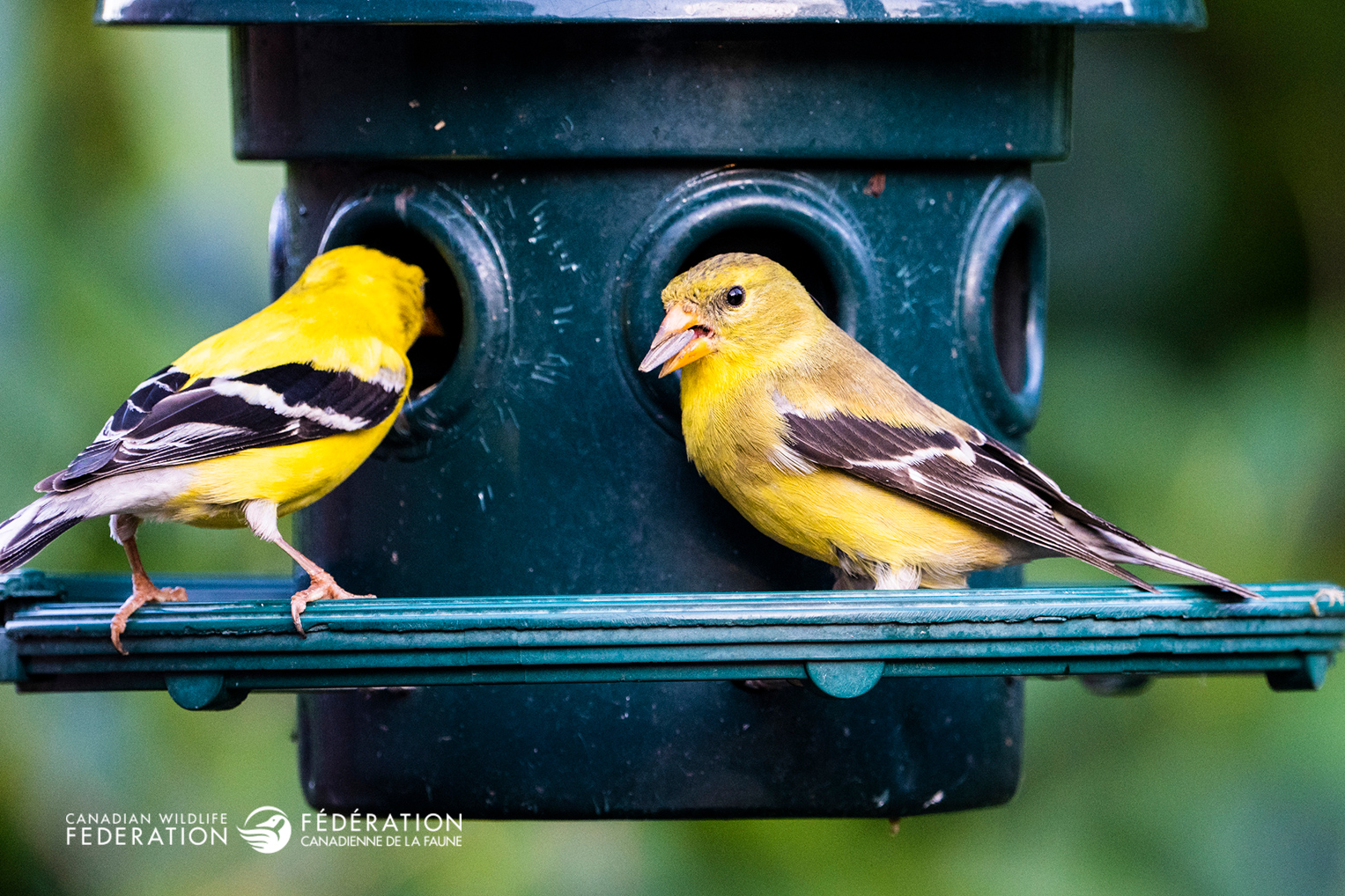 Notions de base sur la mue – Votre lien avec la faune