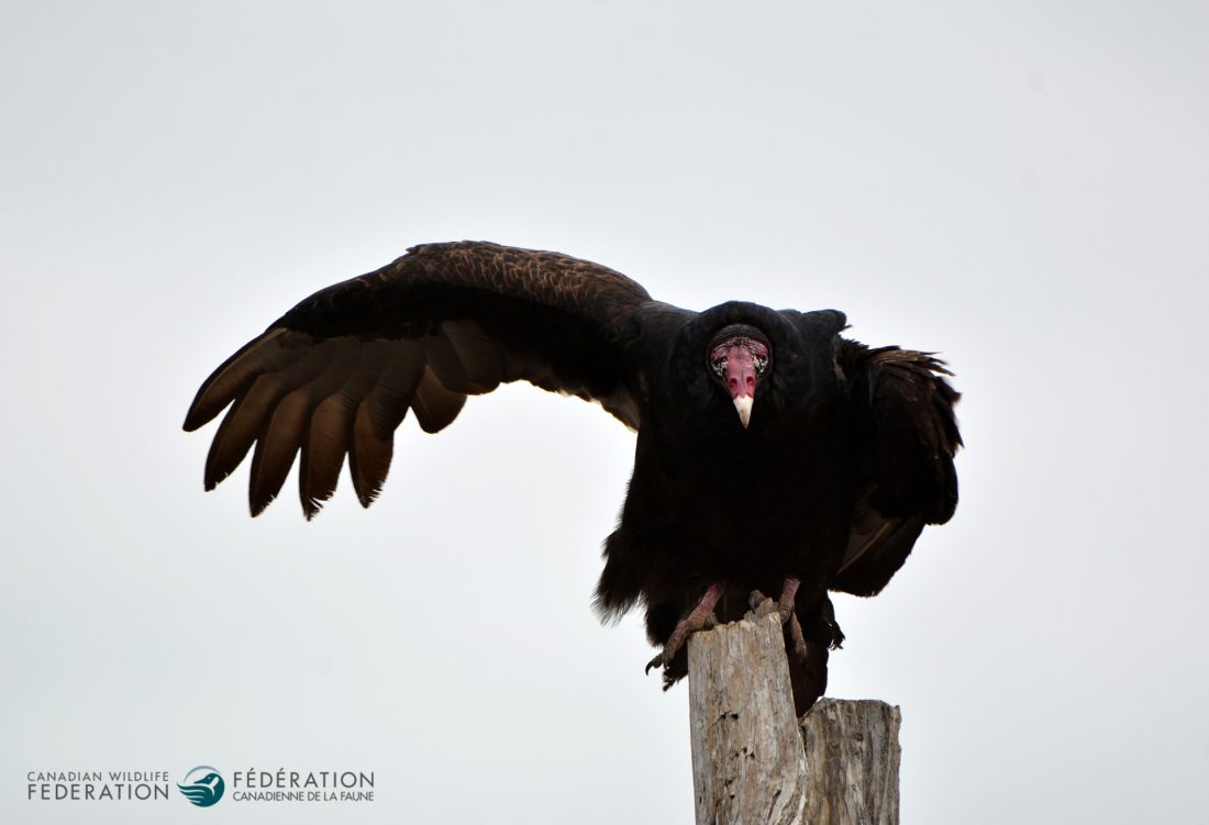 Molting 101 – Your Connection to Wildlife