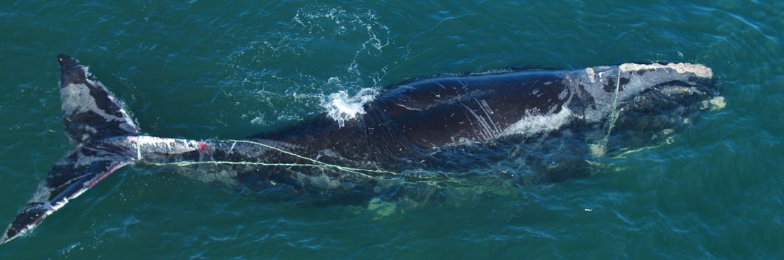 Last of the Right Whales – Your Connection to Wildlife